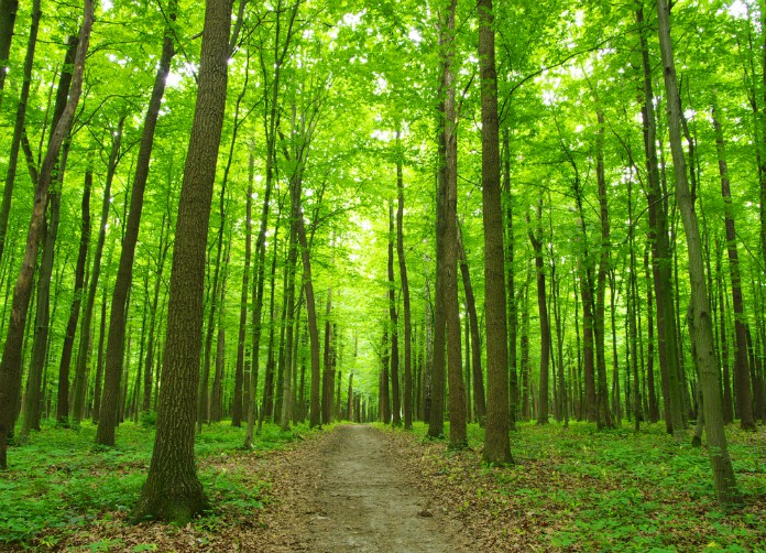 La nouvelle forêt d'un million d'arbres près de Paris : c'est pour ...