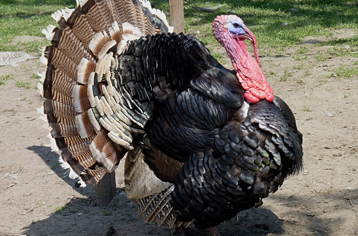 La France le dindon ? Quel dindon ? - SÉRÉNITÉ PATRIMONIALE